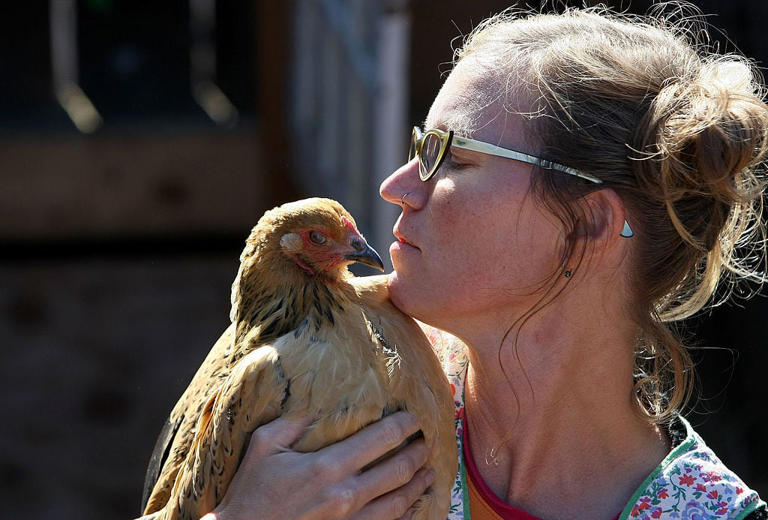 Don't kiss, snuggle poultry: 4 sick in Georgia from multi-state ...