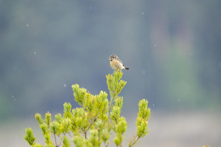I tried Sony’s 400-800mm super-telephoto zoom lens for bird photography ...
