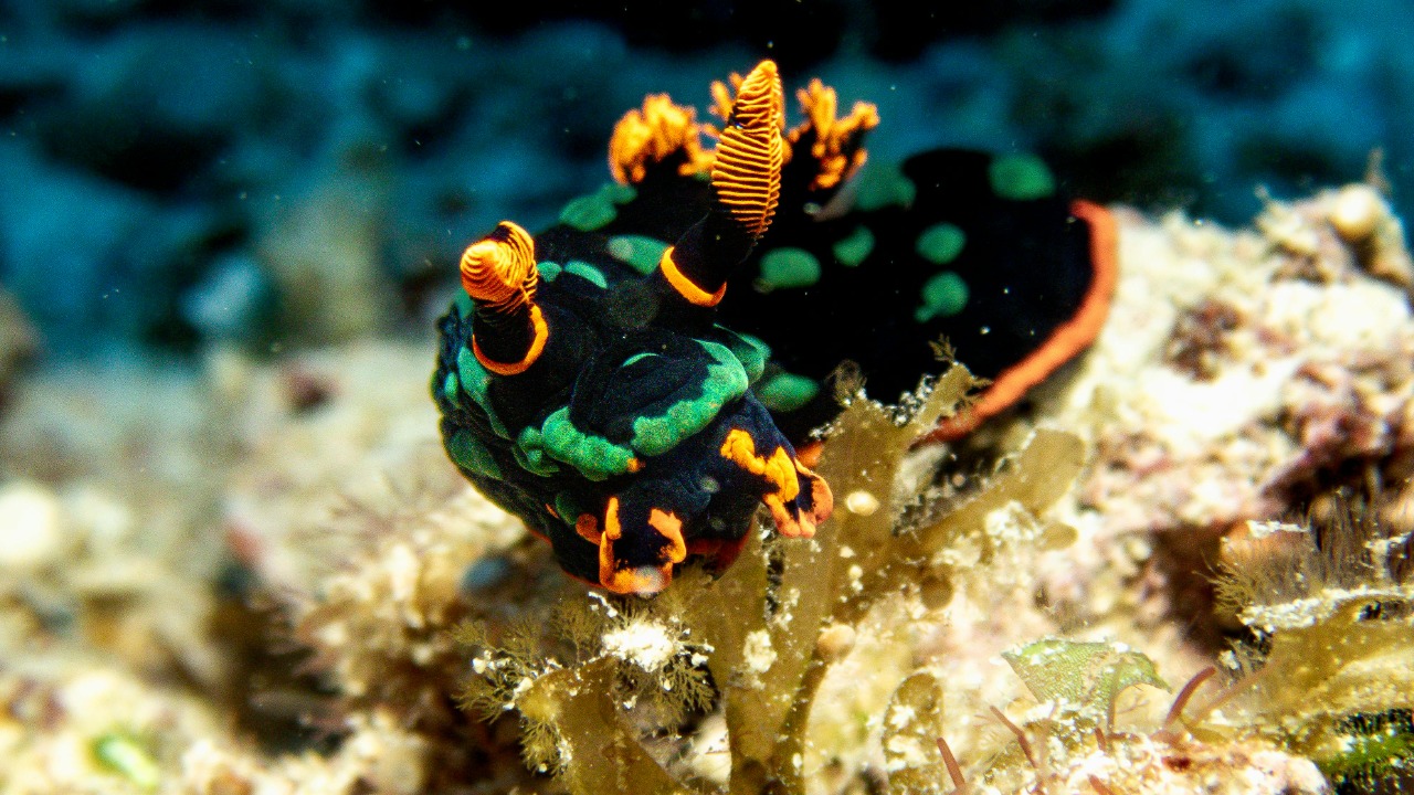 A hidden reef off Argentina just yielded 28 brand-new species ...