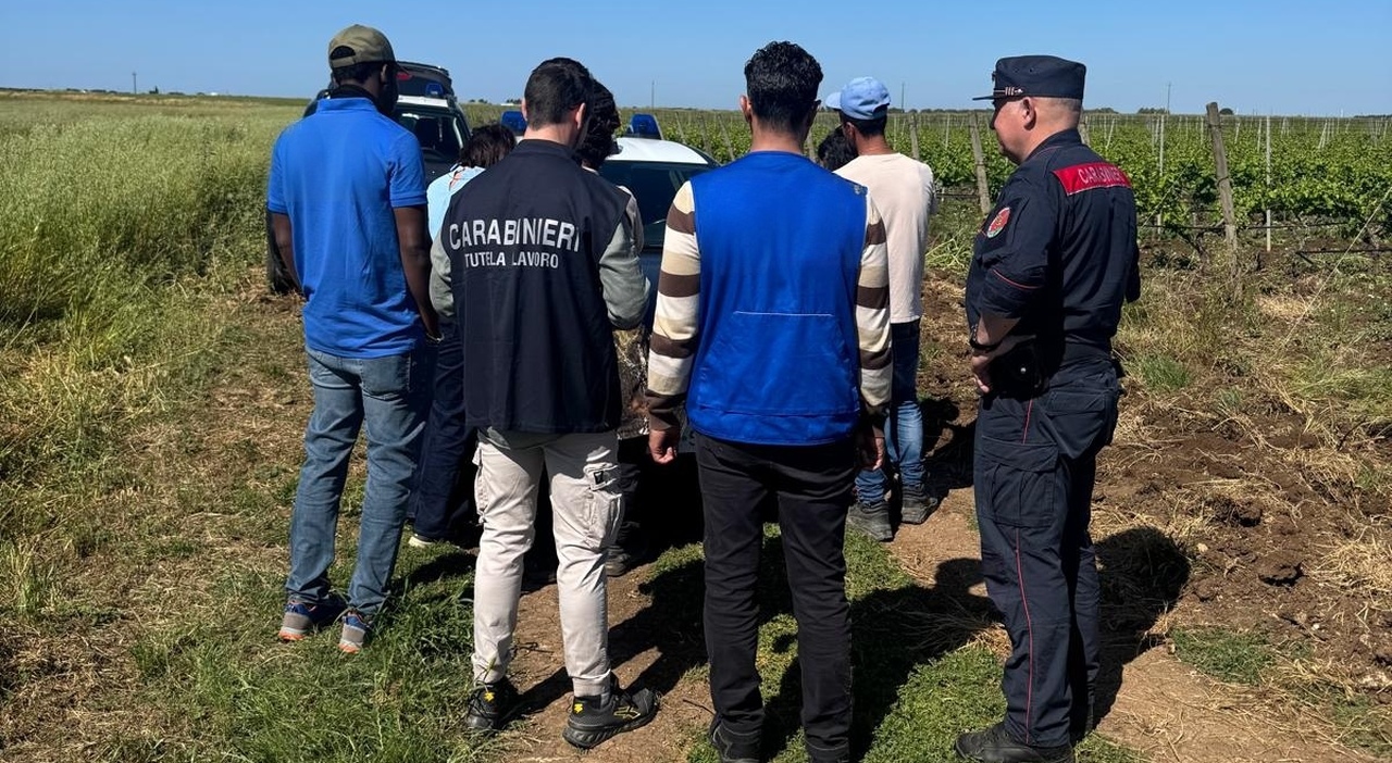 Agricoltura: 15 aziende irregolari su 18. Dai controlli arrivano le ...