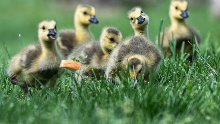These baby geese got separated from their mother and chose one human to ...