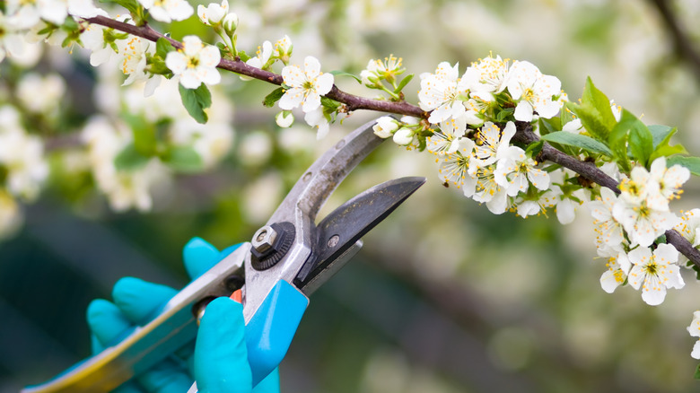 8 plants that need to be pruned in spring (and 7 that don't)