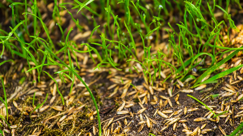 10 times you should really avoid walking on your grass