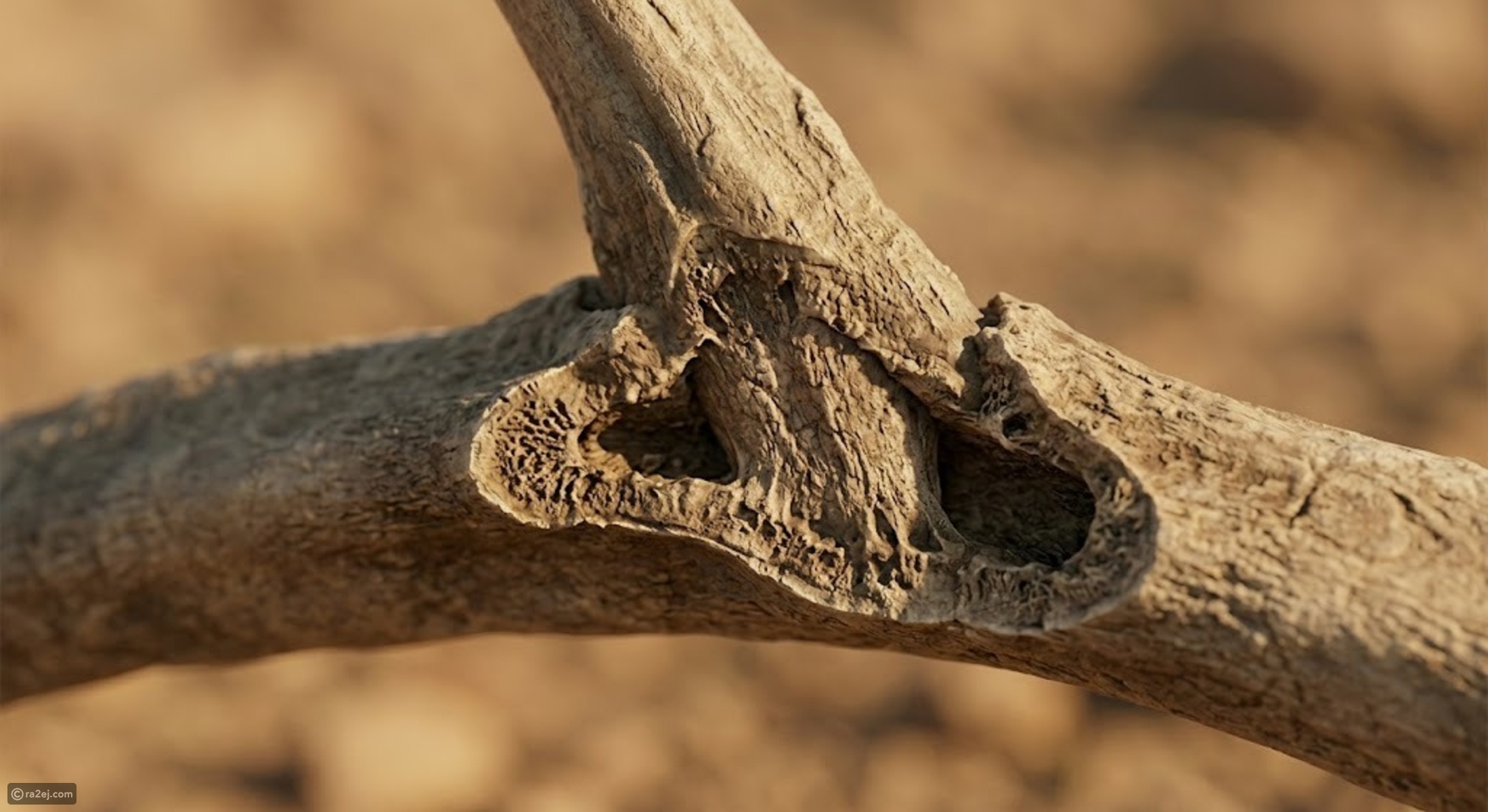 This was the world’s most armoured dinosaur — until evolution did ...
