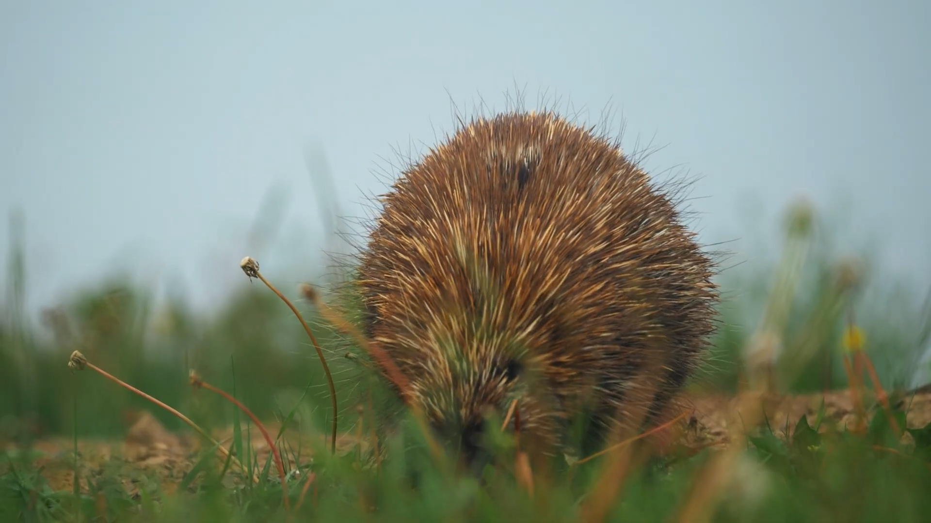 Animals biologists confirmed actually exist long after locals had been ...