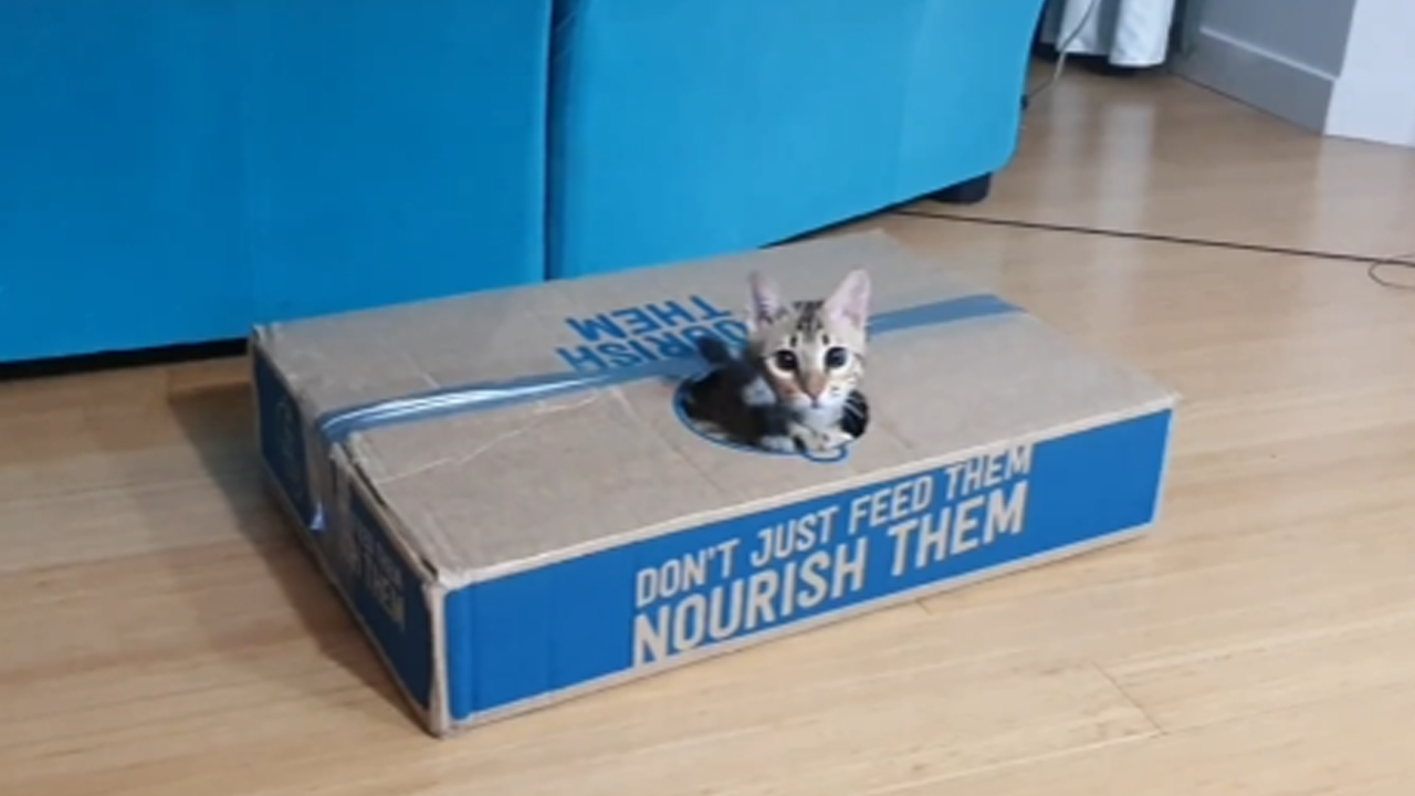 Bengal cat jumps headfirst into a box
