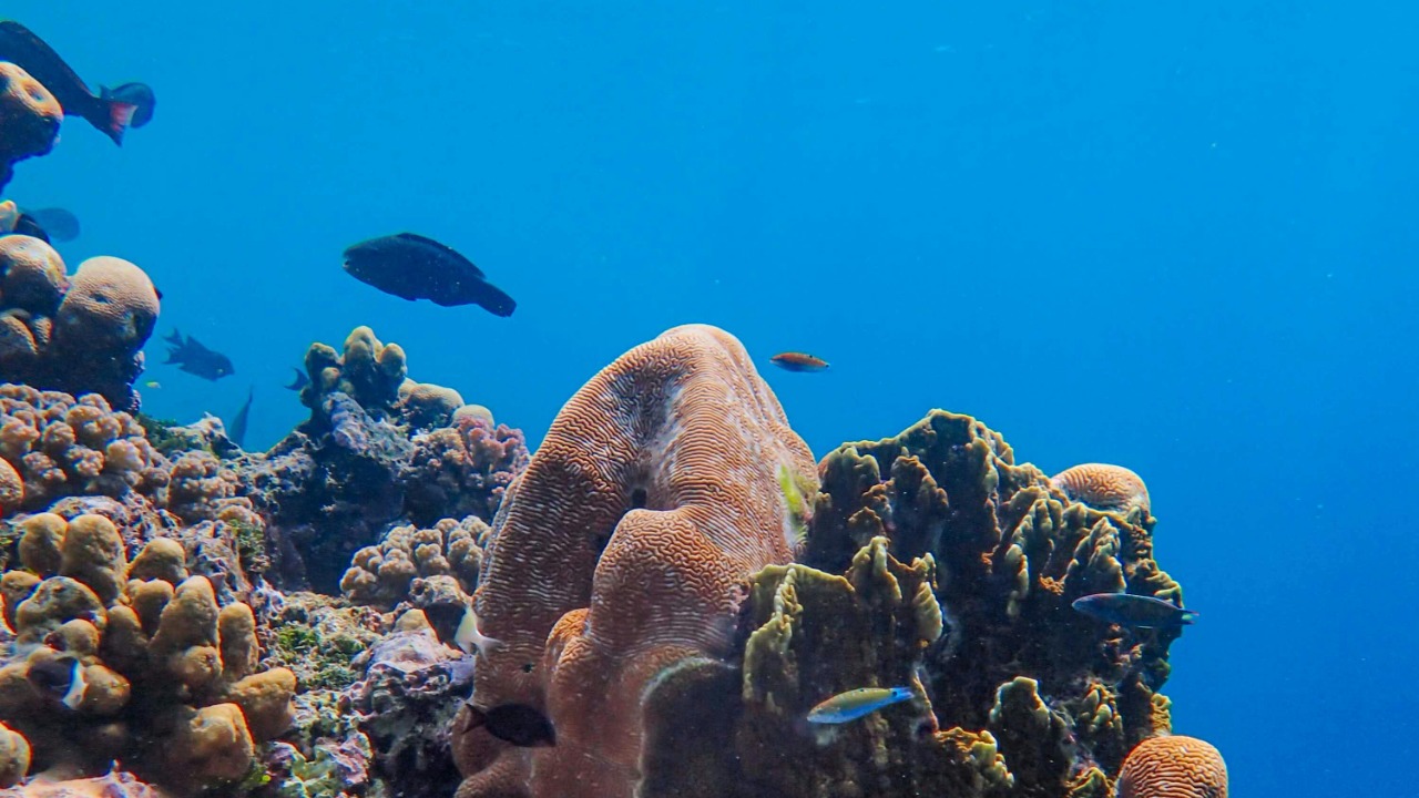 Marine scientists just pulled 110 new-to-science species from the deep ...