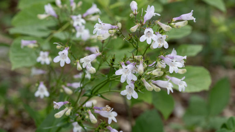 The gorgeous self-seeding flower that is highly attractive to birds ...