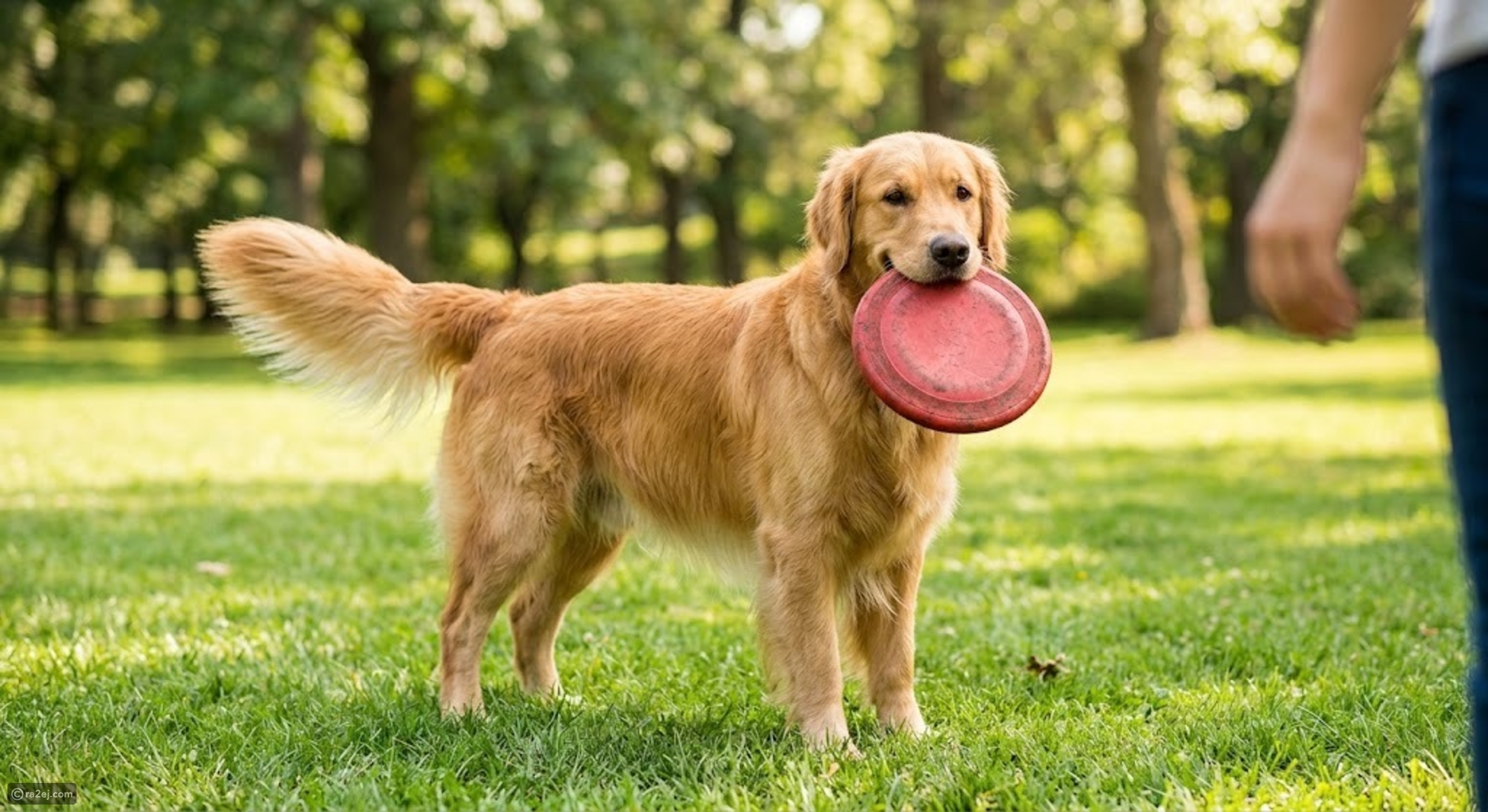10 dog breeds that act like everyone is their best friend