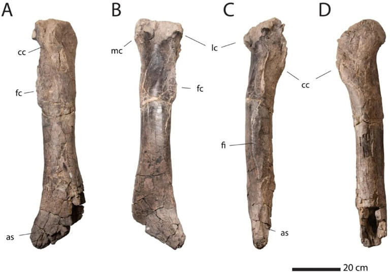 Scientists unearth a dinosaur bone from a 4-ton predator in New Mexico ...