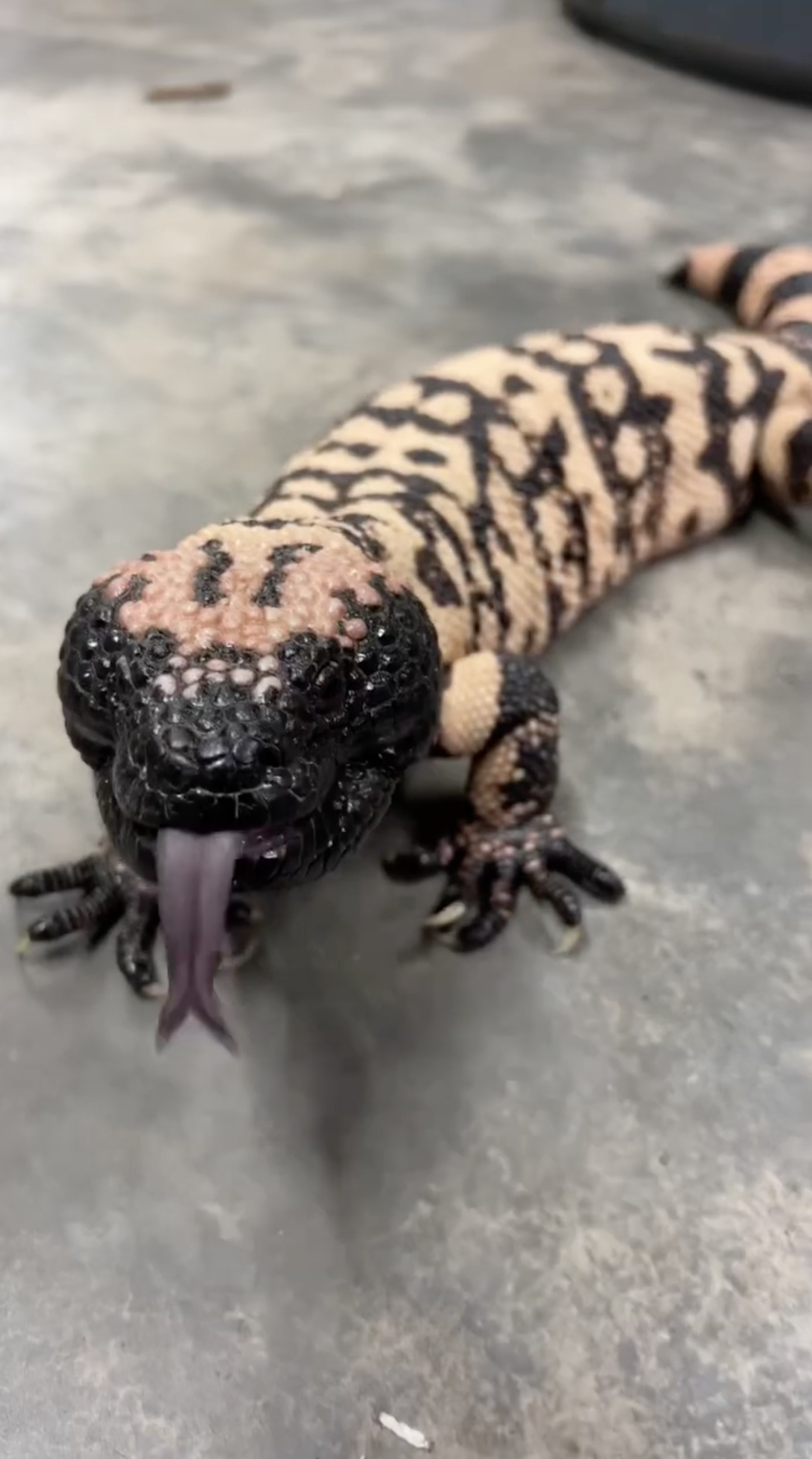 This venomous lizard was hungry and ready to strike
