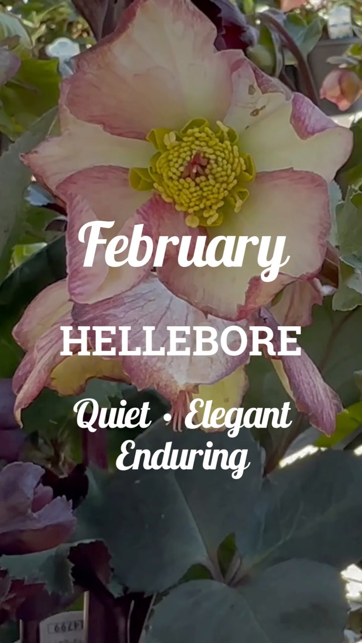 The perennial flower for every birth month