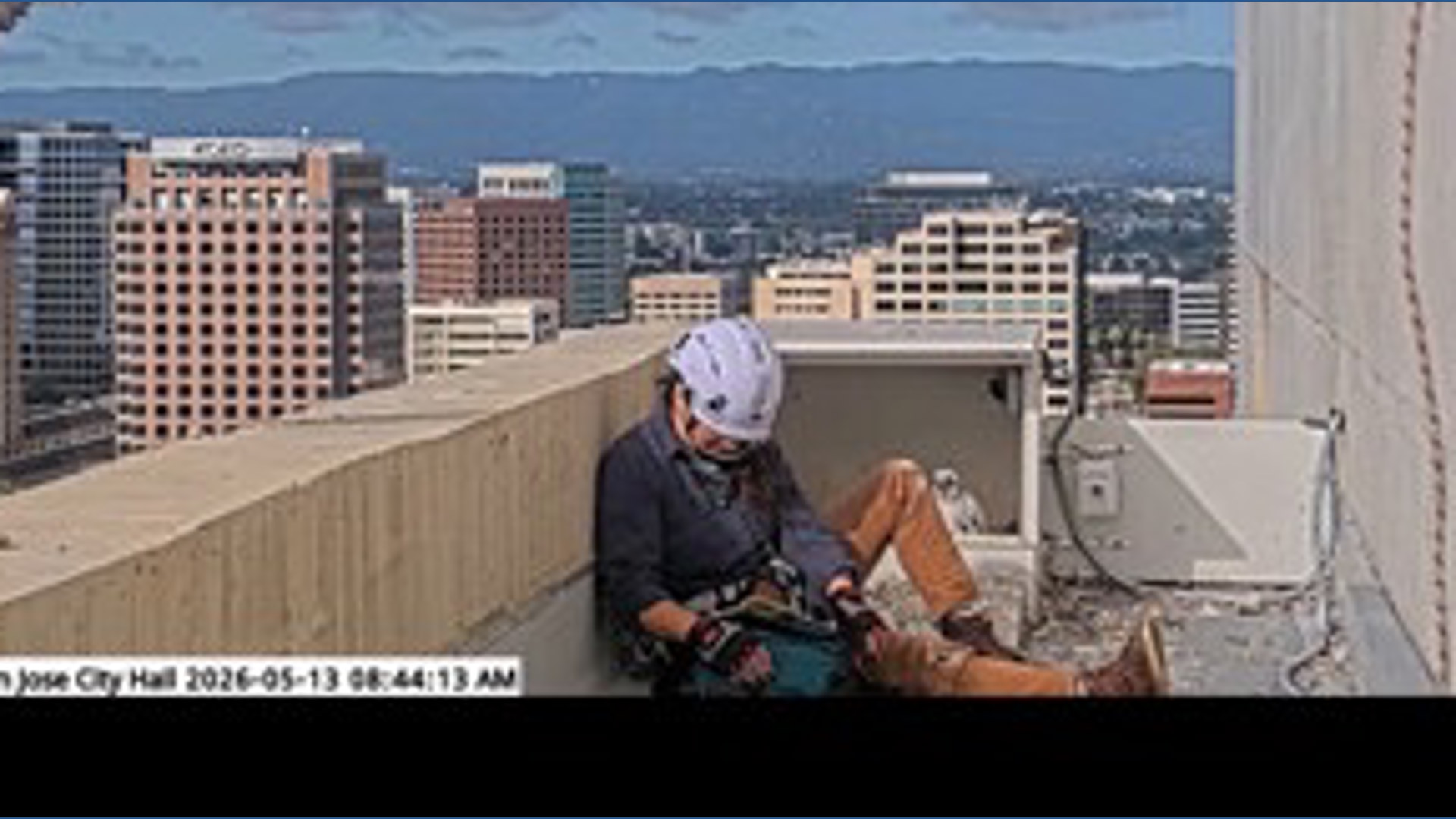 Peregrine falcon parents dive-bomb researcher during tagging
