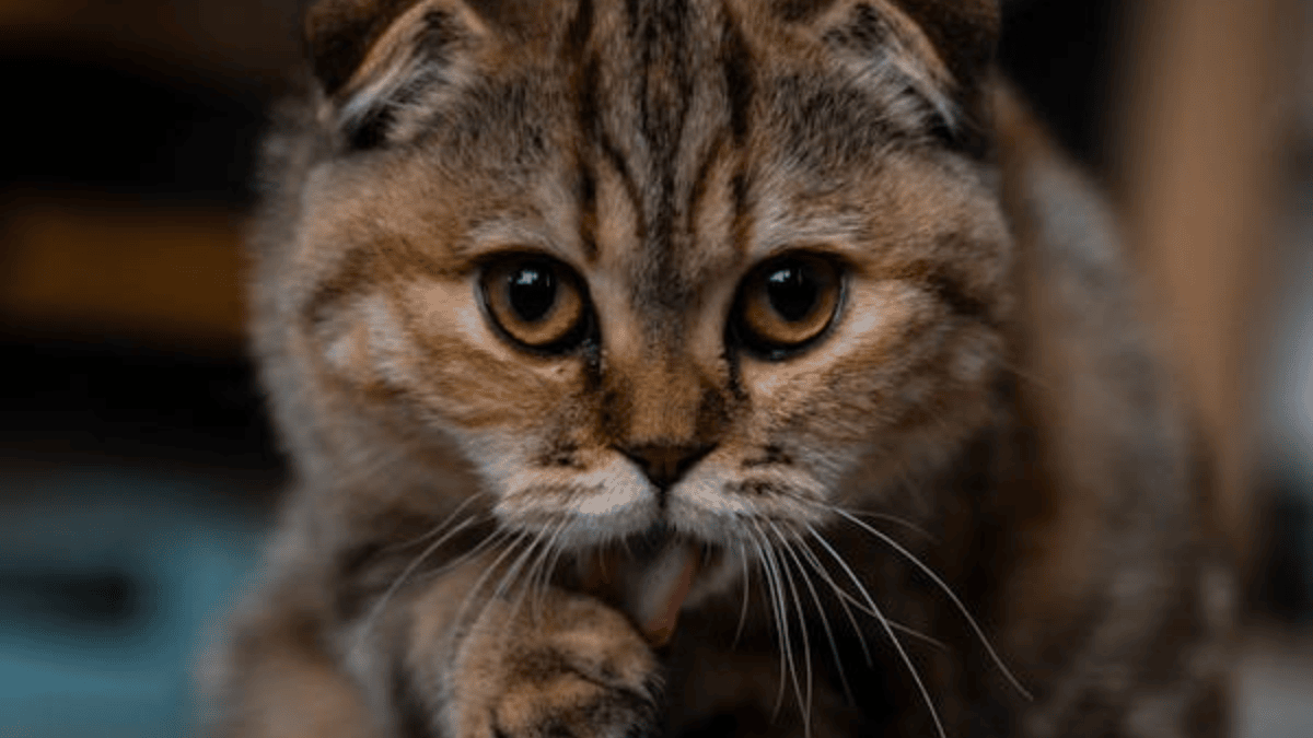 Does your cat stick her tongue out? Here's what the vets say