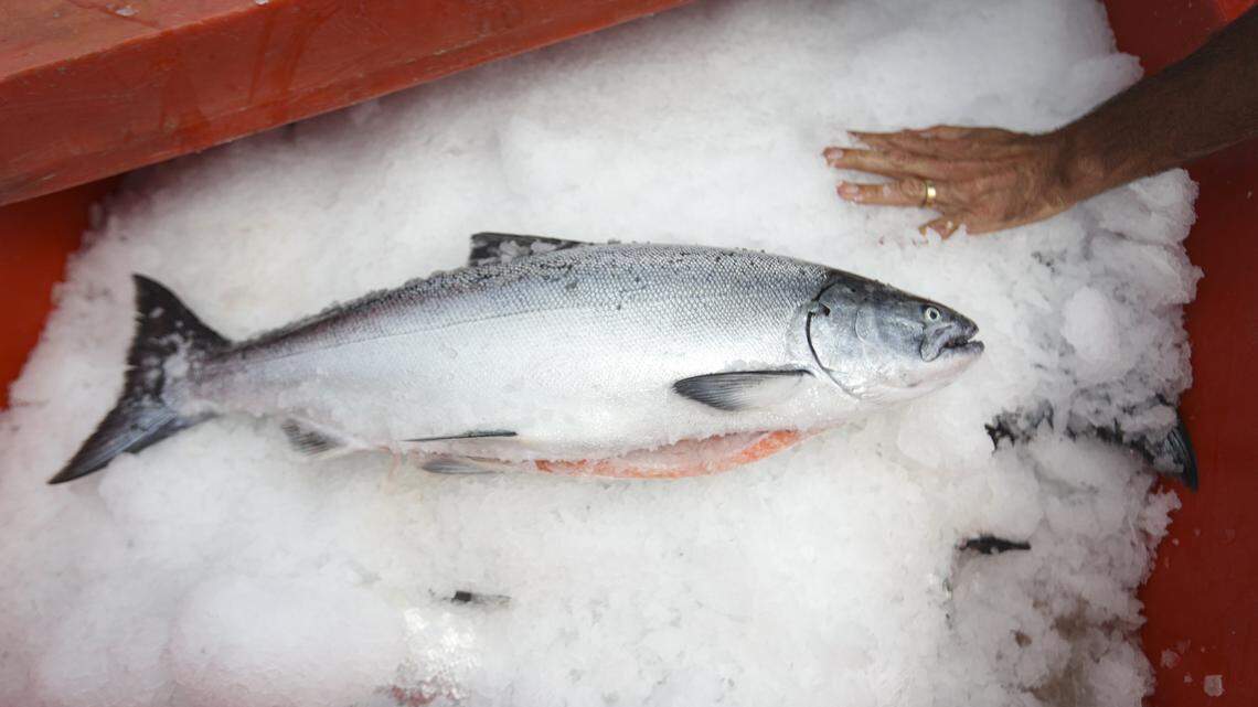 What does California salmon fishing signify? Not a return to normal ...