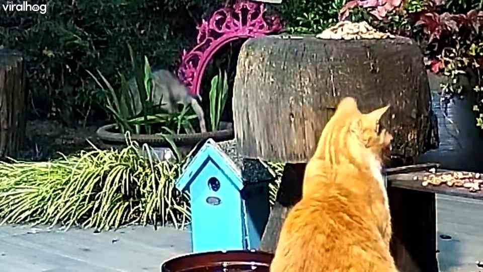 Hungry badger completely ignored by a cat