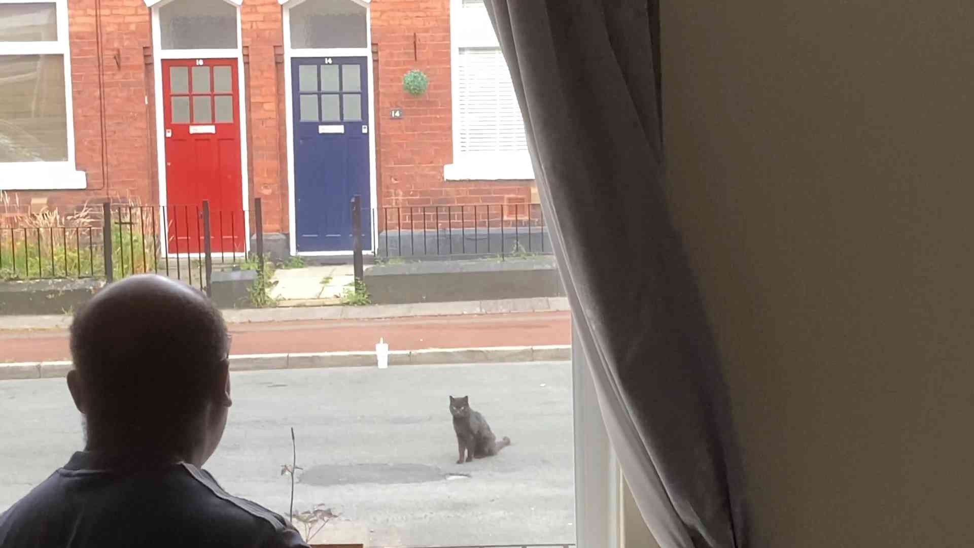 Cat stops traffic and makes car drive around