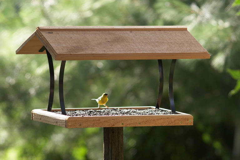 What to feed backyard birds in spring (and what you should avoid)