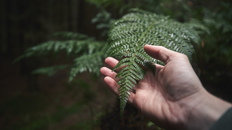 Garden mistakes to avoid making when using ferns as ground cover