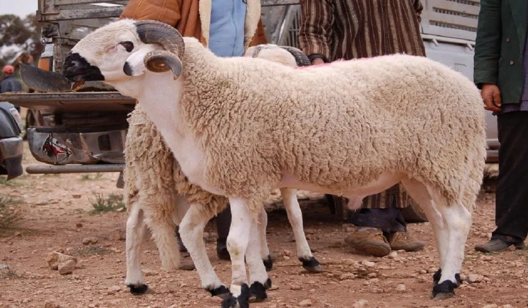 Morocco confirms Eid al-Adha 2026 for May 27