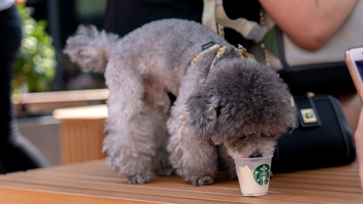 Is Starbucks changing pet-friendly policy to become halal-certified ...