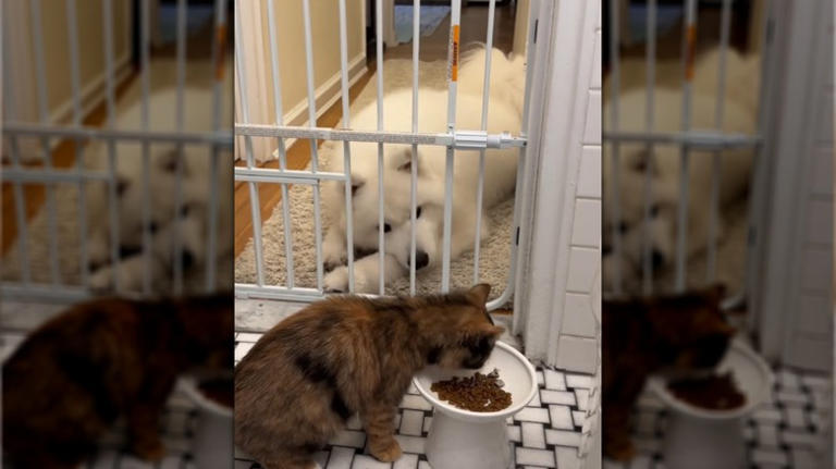 Samoyed meets new kitten sister for the first time and it's love at ...