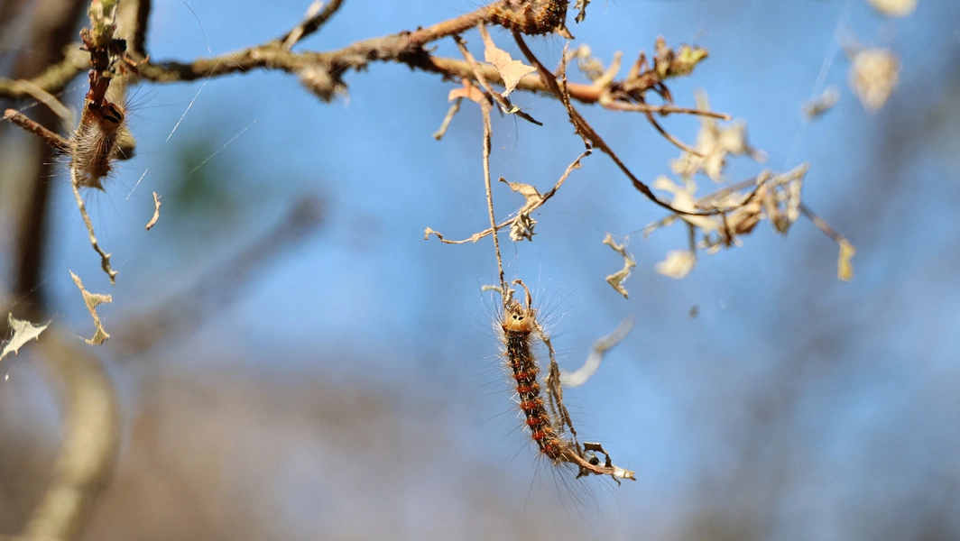 Oak tree care tips for a thriving backyard giant