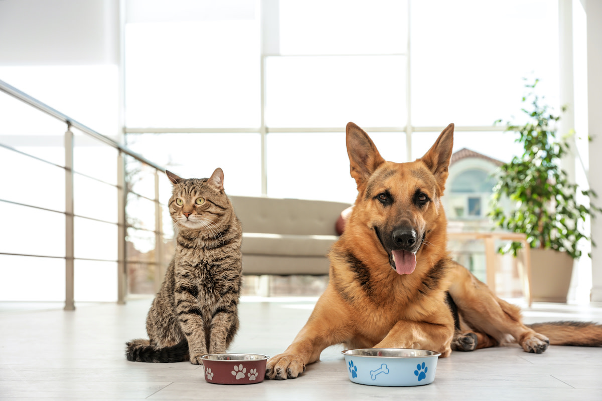 US state with the highest pet costs introduces bill to make pet food ...