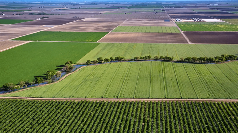 Del Monte bankruptcy forces farmers to remove 420,000 peach trees ...