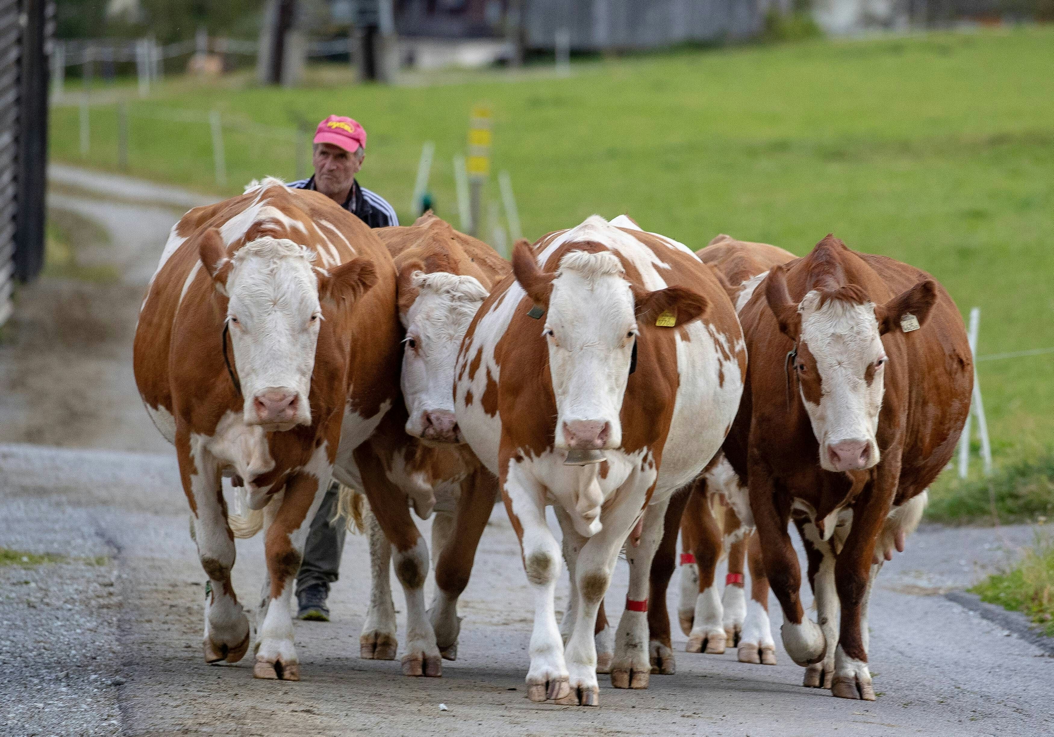 Furchtbare Szenen: Frau von Kühen zu Tode getrampelt – Tiere wichen ...