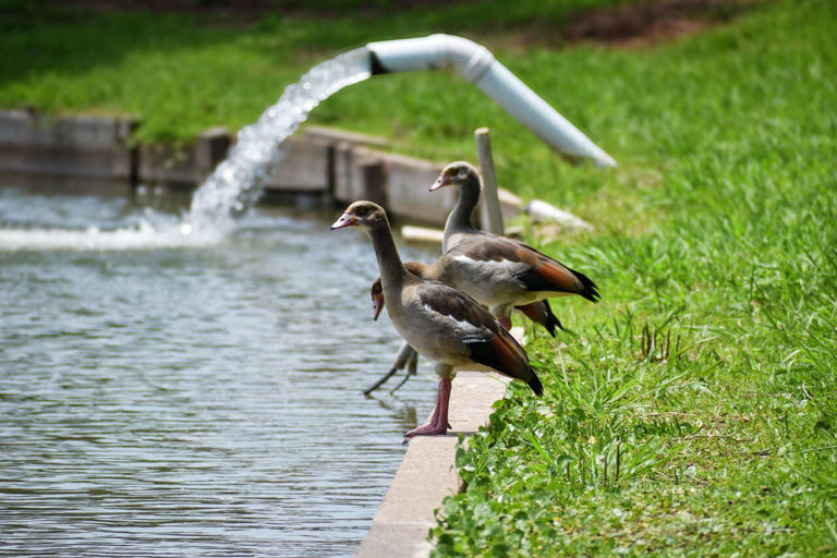 This Houston-area golf course has been overrun by hundreds of invasive ...