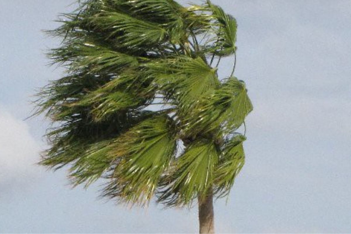 Weather: Strong winds, rain and cold conditions to batter SA