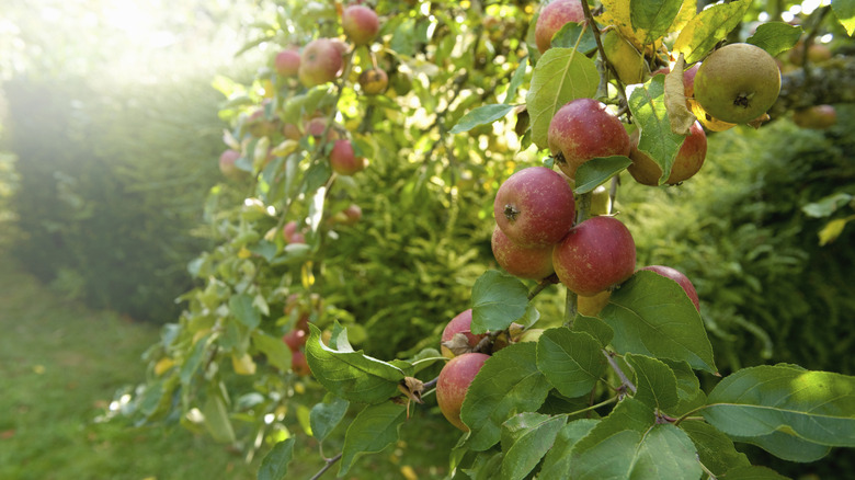 10 fruit trees you shouldn't grow indoors