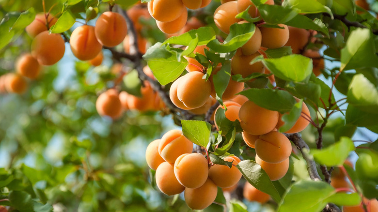10 fruit trees you shouldn't grow indoors