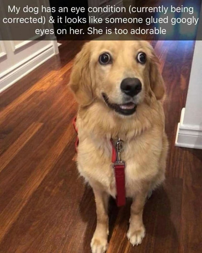 20 innocent dog memes for a fresh and funny start to the work day