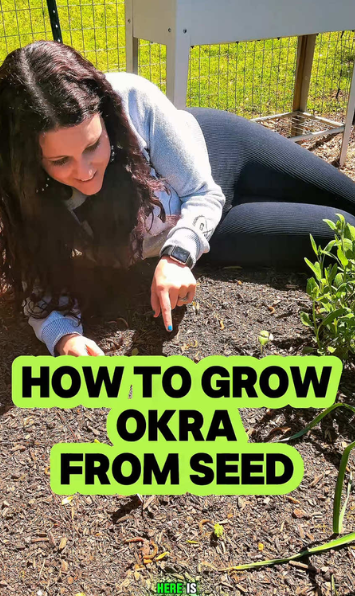 How to grow okra from seed at home
