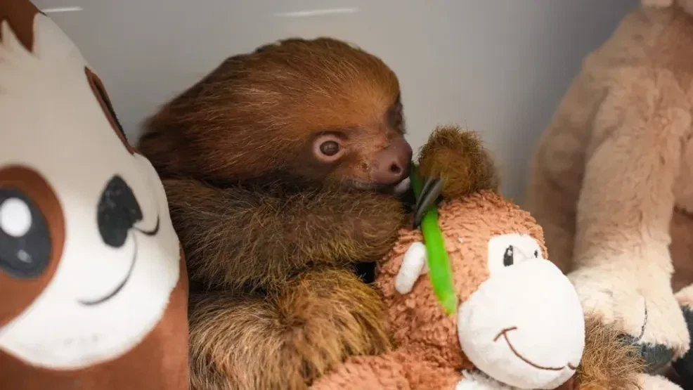 Death of baby sloth 'Mr. Ginger' raises Sloth World death toll to at ...