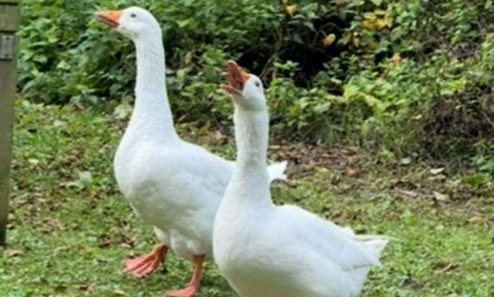 Heartbreak for villagers and Ryan Gosling as Gandalf the goose is taken ...
