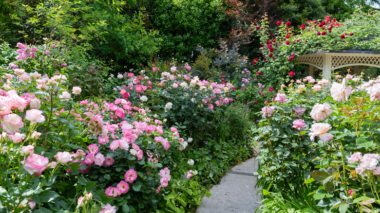 The 11 best ground covers to plant alongside roses for a beautiful ...