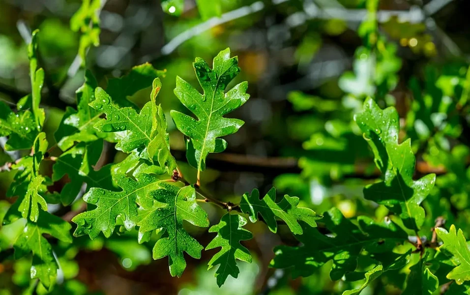 Oak tree care tips for a thriving backyard giant
