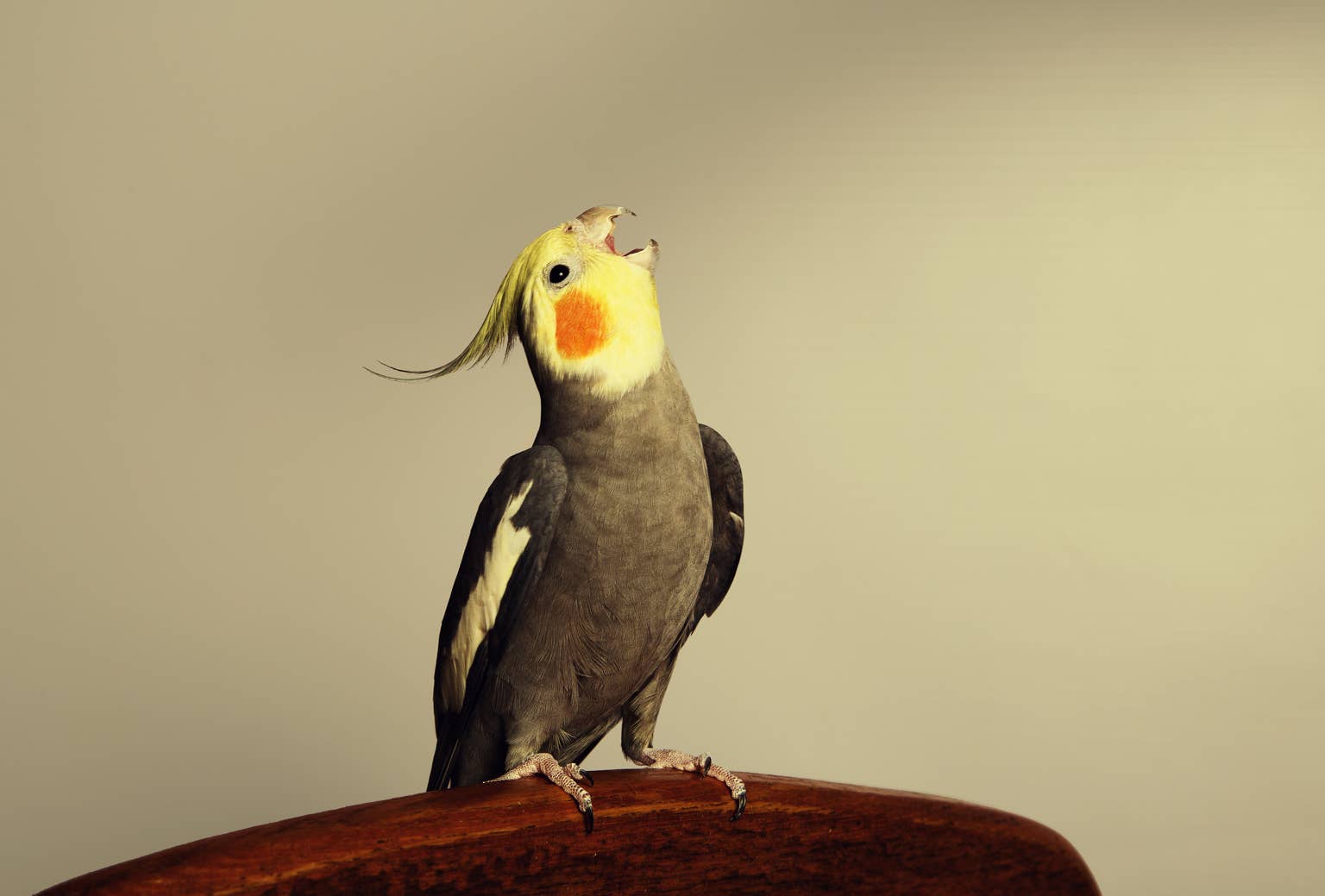 Sweet cockatiel gently wakes a newborn baby in a heartwarming moment