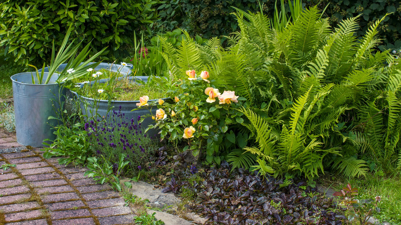 Garden mistakes to avoid making when using ferns as ground cover