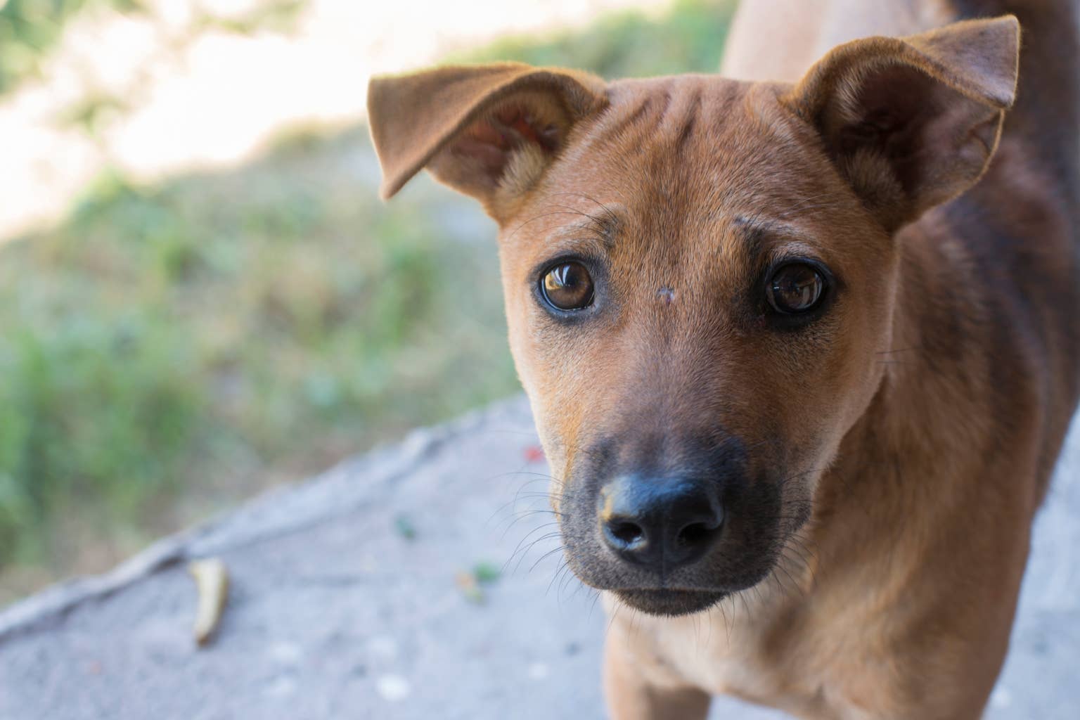 Orphaned puppy Mocha rescued in Mexico after heartbreaking discovery ...