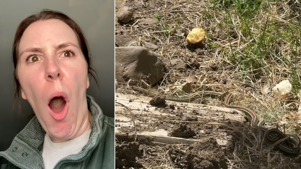 Montana woman discovers snake den inside home after seeing reptiles ...