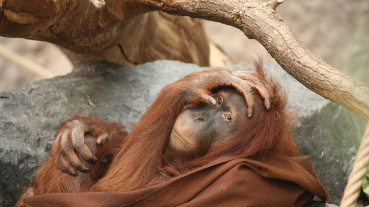 Orangutan wants to see everything inside a woman’s purse like a serious ...