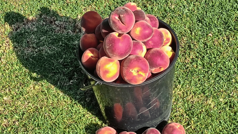 Del Monte bankruptcy forces farmers to remove 420,000 peach trees ...