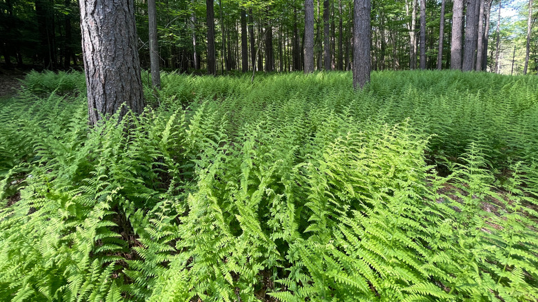 Garden mistakes to avoid making when using ferns as ground cover