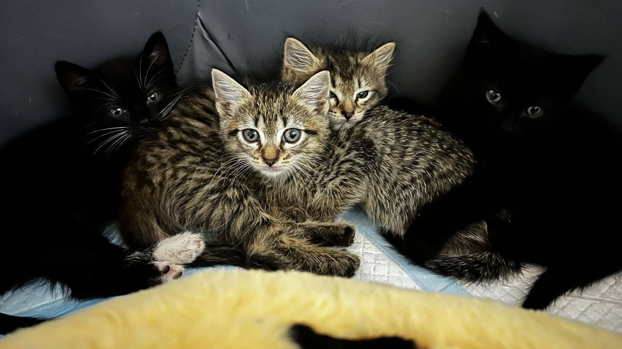 New South Wales animal rescuers call for change amid a growing stray ...