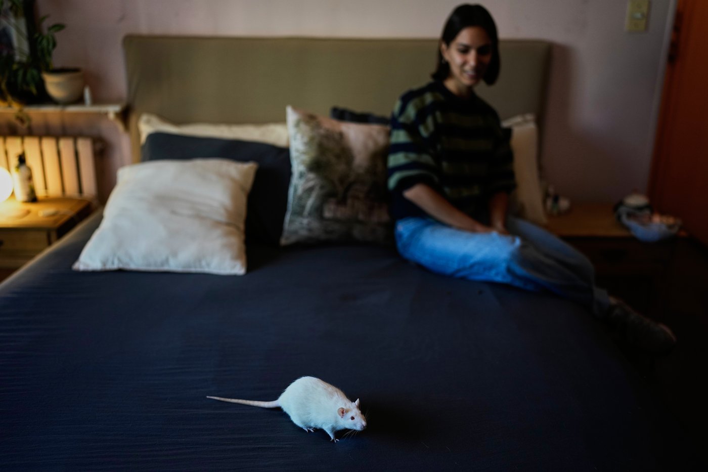 Unwanted lab rats find new homes and are adopted thanks to an Argentine ...