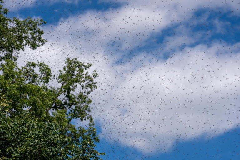 Massive 'bee tornado' swarms White House grounds — bombards press corps
